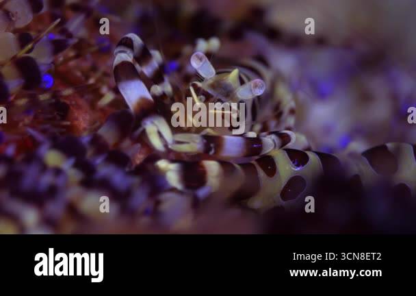 Underwater world. Reef shrimp close-up. A Coleman Shrimp (Periclimenes ...