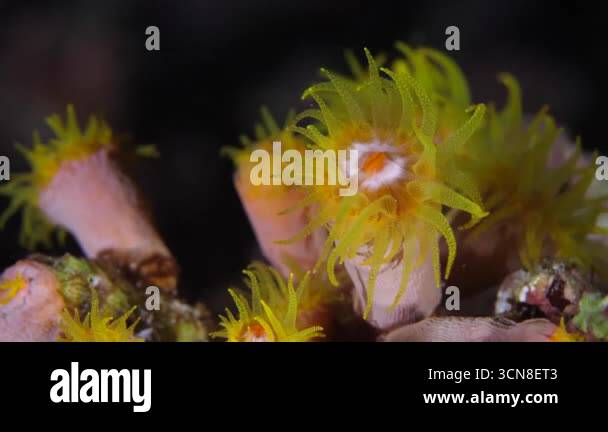 Caribbean sunflower Stock Videos & Footage - HD and 4K Video Clips - Alamy