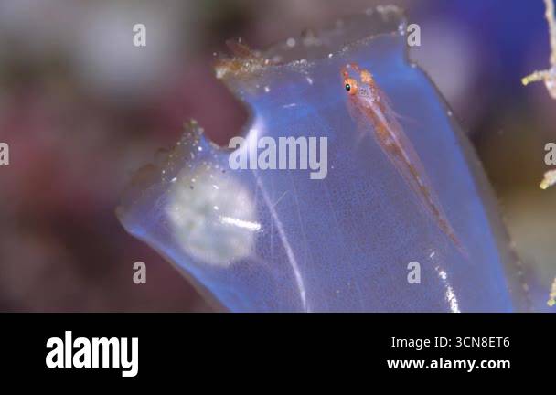 Underwater macro world. Blue colored sea squirt close-up with small ...