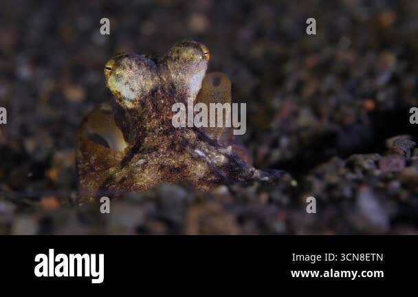 Captured octopus Stock Videos & Footage - HD and 4K Video Clips - Alamy