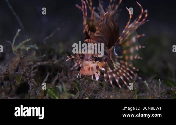 Lionfish - The beauty queen of the reefs facing the camera. A close-up ...