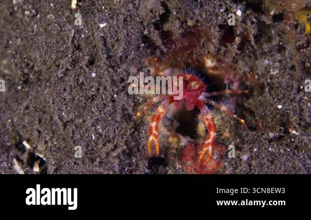 Tiny lobster close-up. Red colored Common Squat Lobster close-up ...