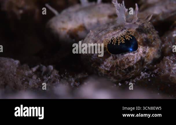 Octopus eye close-up view. Eyeball close-up. Octopus buried into the ...