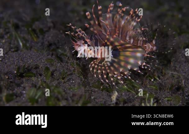 Lionfish - The beauty queen of the reefs. A close-up of Zebra Lionfish ...