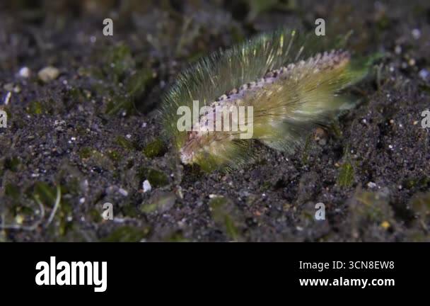 A close-up of hairy sea worm. In the frame close-up of sea worm Golden ...