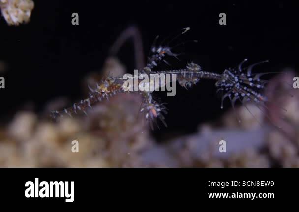 A stick lookalike coral fish - Ghost Pipefish. A closeup of Harlequin ...