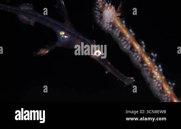 A stick lookalike coral fish - Ghost Pipefish. A closeup of Harlequin ...