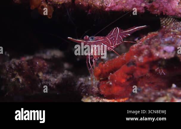 Reef shrimp macro. A Dancing Shrimp (Gnathophyllum americanum ...