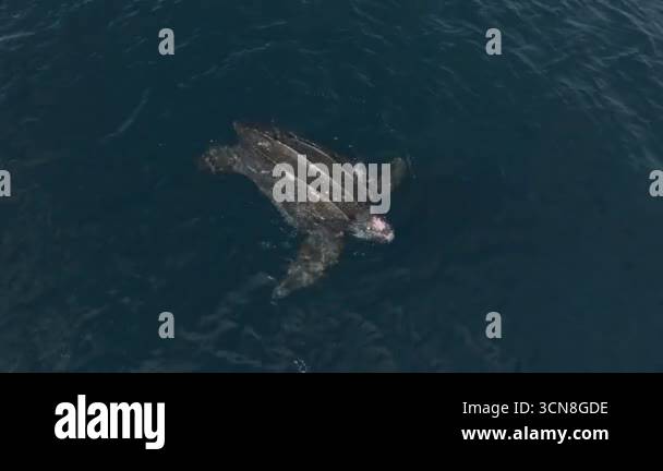 Sea Turtle (Dermochelys coriacea) close-up. The Leatherback Sea Turtle ...
