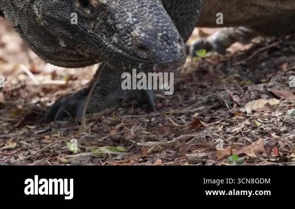 Big lizard desert walking. Dragon looks around while successfully ...
