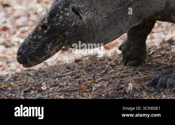 Big lizard desert walking. Dragon looks around while successfully ...