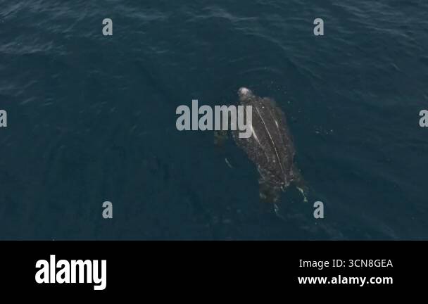 Sea Turtle (Dermochelys coriacea) close-up. The Leatherback Sea Turtle ...