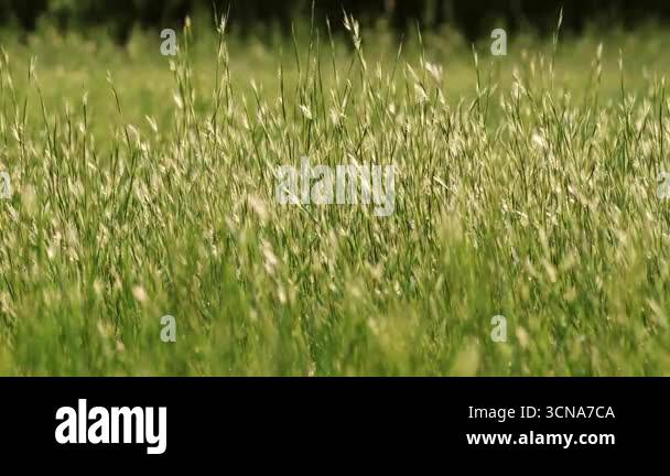 Tokyo, Japan - September 18, 2025: Weed or grass illuminated with the ...