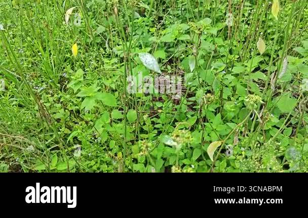 fungal white powdery mildew disease infecting the green leaves of the ...