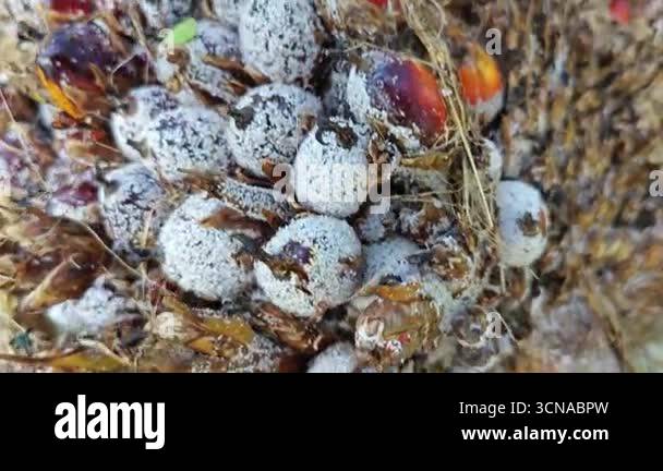 fungal white powdery mildew disease infecting the cluster of palm oil ...