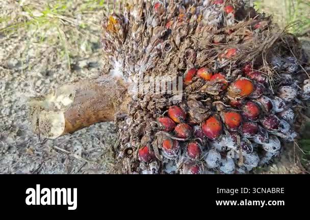 fungal white powdery mildew disease infecting the cluster of palm oil ...