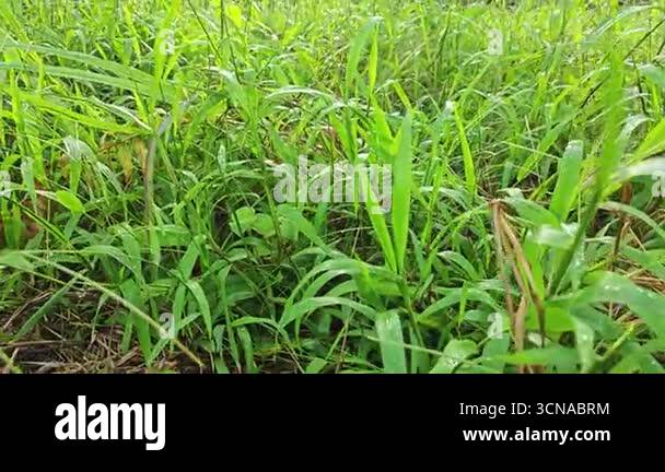 landscape scene of the overgrown fern, weeds,creeping and climbing ...