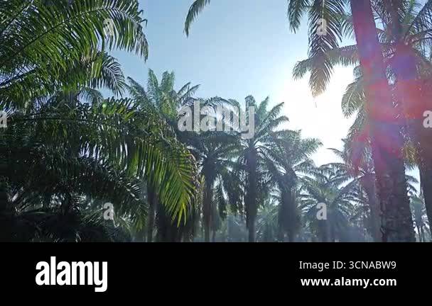 bright sunray from the morning sun beaming around the drooping leafy ...