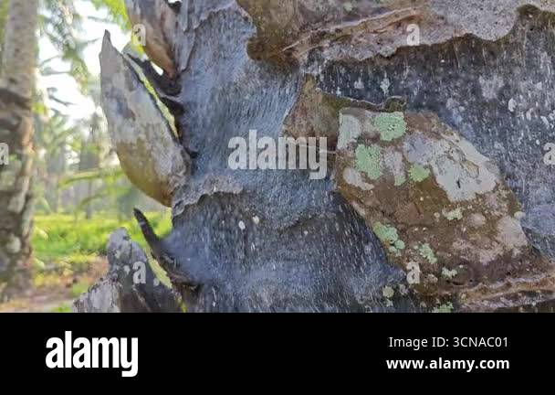 pattern of the palm tree bark printed texture of the remaining dried ...