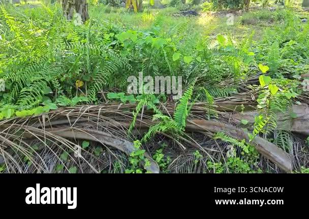 bright sunray from the morning sun beaming around the drooping leafy ...