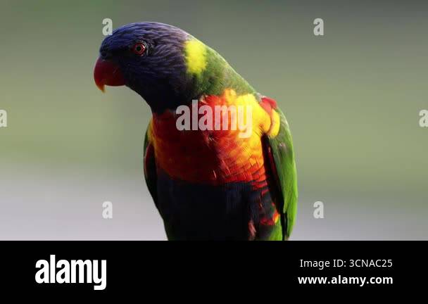 A parrot displaying different head movements Stock Video Footage - Alamy