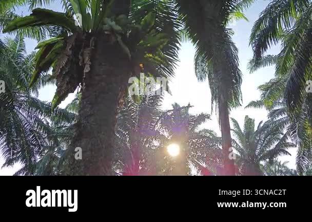 bright sunray from the morning sun beaming around the drooping leafy ...