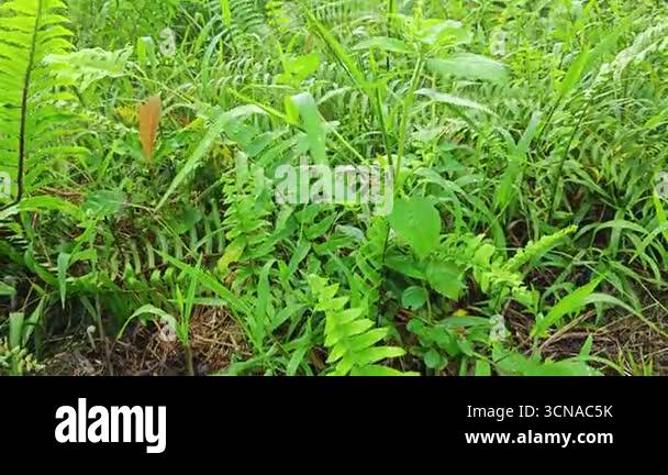 landscape scene of the overgrown fern, weeds,creeping and climbing ...