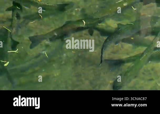 Breeding and growing trout.Trout swims in the pond.Fish farming.Smooth ...