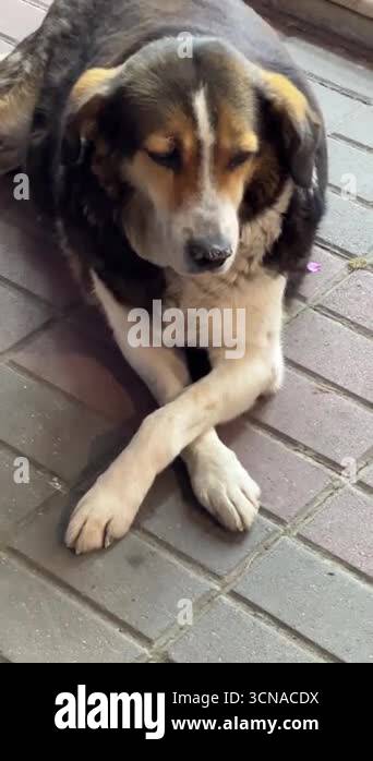 A calm dog sits on a brick pavement with its front paws neatly crossed ...