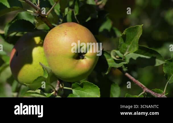 Fresh, ripe apple on the tree in fruit summer garden, close up. Rich ...