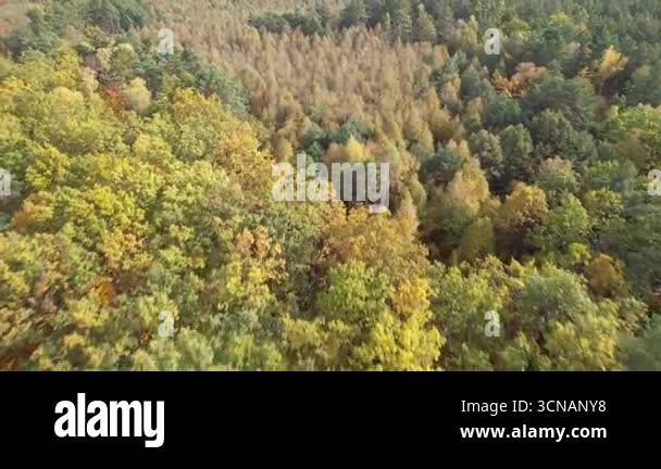 Aerial view of autumn forest landscape in sunny day. Natural background ...