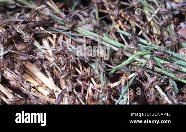 Many crickets in a insect farm in Dalat, Vietnam, close up Stock Video ...