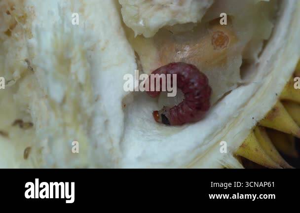 The larva feeds on a fresh durian and chewed a hole in it, close-up ...
