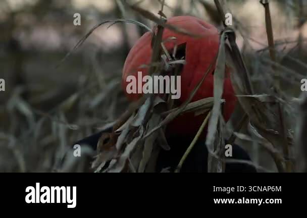Halloween party celebration. Man with carved pumpkin head has fun at ...