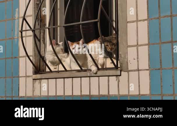 A low-angle shot captures four domestic cats of different colors ...