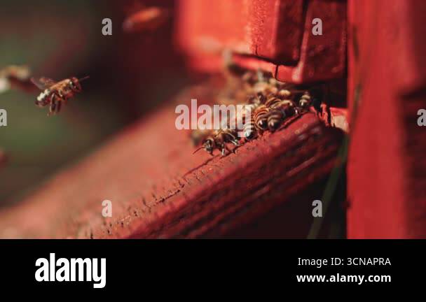 Captured in slow motion, bees fly around the entrance of their hive ...