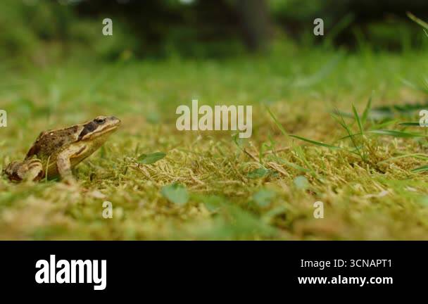 Slow motion close-up of a frog jumping over lush green vegetation in ...