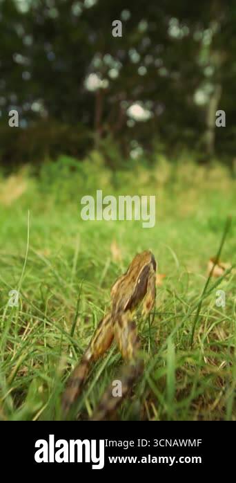 Close-up slow motion of a frog jumping on bright green grass in natural ...