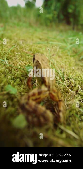 Dramatic slow motion footage of a frog hopping across a green lawn with ...