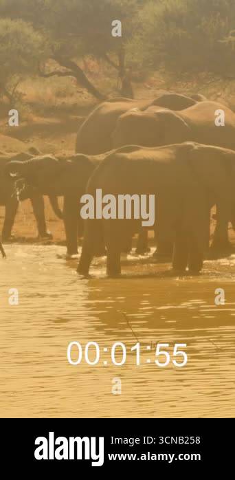Animation of frame over elephants on savanna. National wildlife and ...