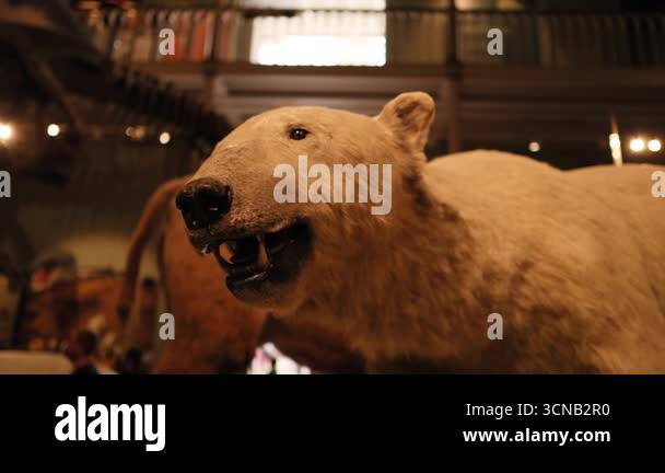 Polar bear display at National Museum of Scotland Stock Video Footage ...