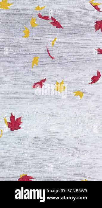 Animated autumn season background with lush colorful falling maple ...