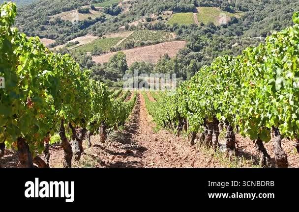 Overview of the rows of a vineyard cultivated on the plain between the ...