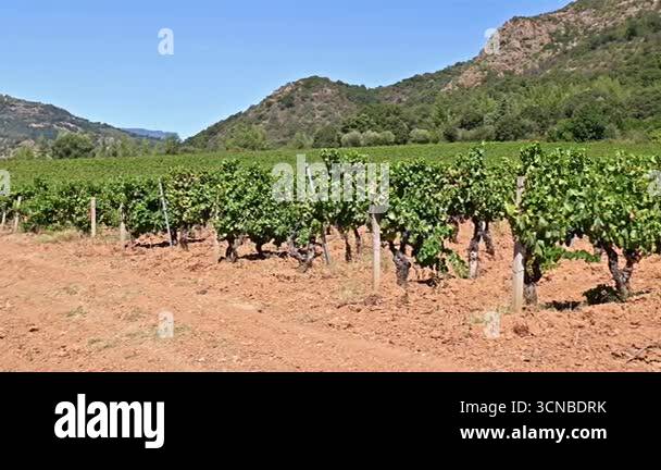Overview of the rows of a vineyard cultivated on the plain between the ...