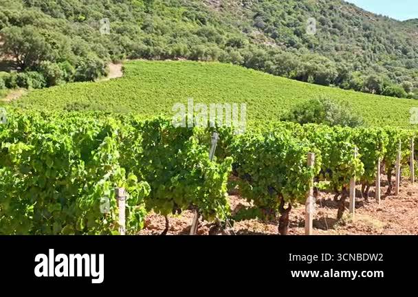 Overview of the rows of a vineyard cultivated on the plain between the ...