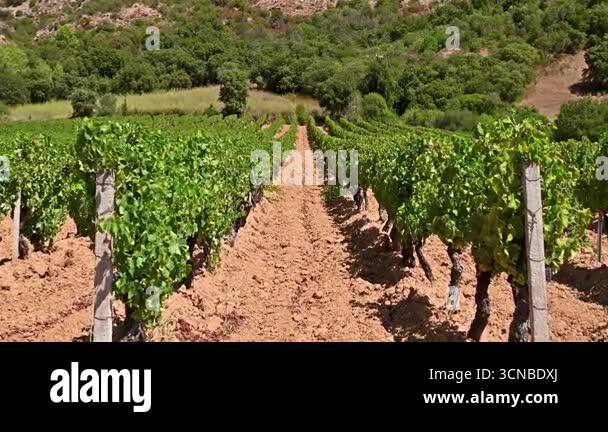 Overview of the rows of a vineyard cultivated on the plain between the ...