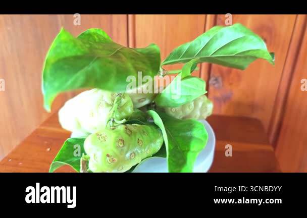 Close up Noni fruit on the tree with green leaves, Morinda citrifolia ...