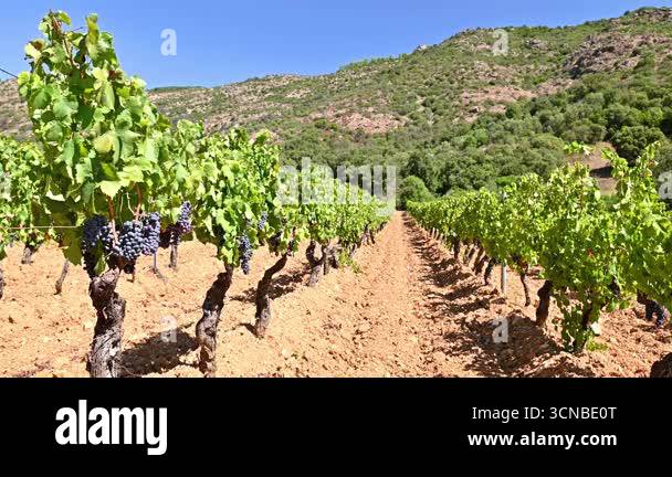 Overview of the rows of a vineyard cultivated on the plain between the ...