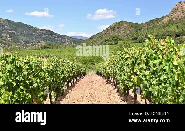 Overview of the rows of a vineyard cultivated on the plain between the mountains and the hills ...
