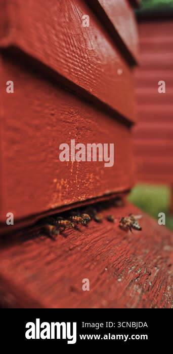 Close-up vertical footage of bees landing on a traditional red WBC hive ...